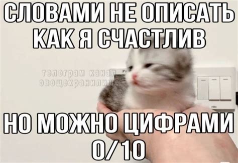 Пин от пользователя ♡𝖝𝖎𝖆 ♡ на доске Post Мемы о работе Самые смешные цитаты Мемы про котов