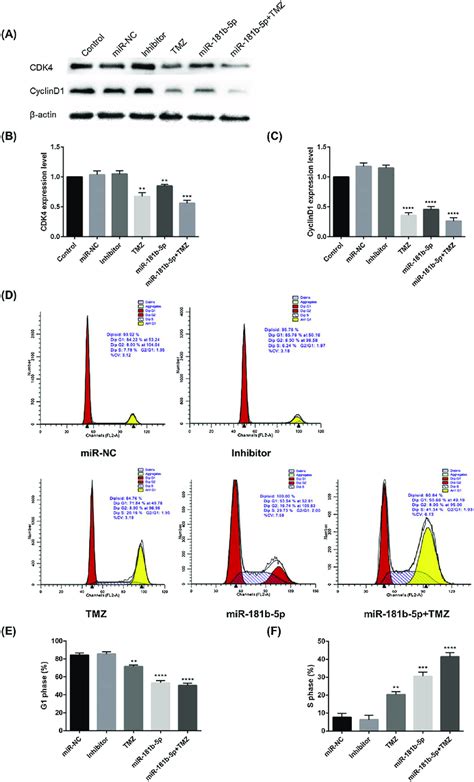 Effect Of Mir 181b 5p Tmz And Mir 181b 5ptmz Treatment On Cell