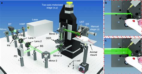 Schematic Of The Pater System Drawn Not To Scale For Clarity A