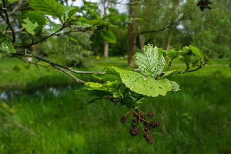 Zwarte Els Prinses Irene Bos