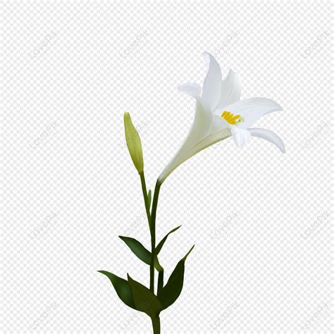 백합 꽃 Png 일러스트 무료 다운로드 Lovepik