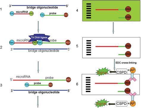 Simple And Nonradioactive Detection Of Micrornas Using Digoxigenin Dig