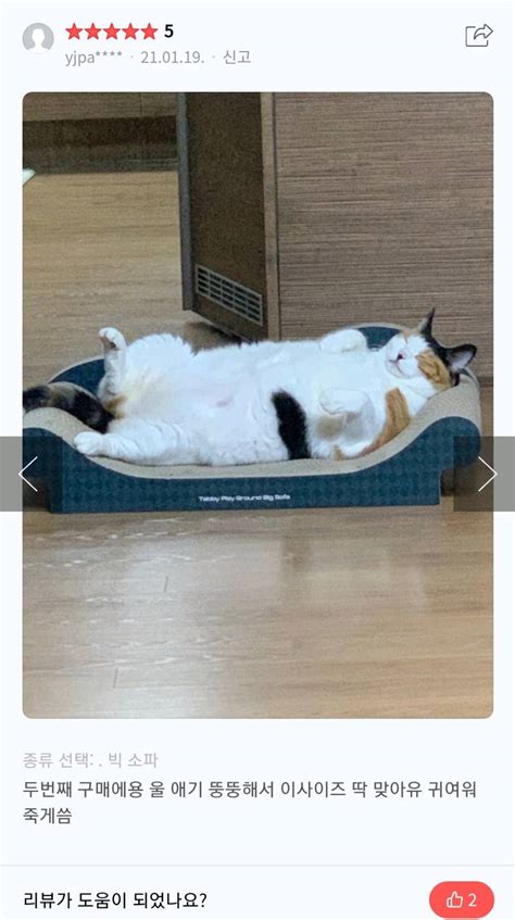그냥 웃기고 엉뚱한 고양이 짤 모음 인스티즈instiz 이슈 카테고리