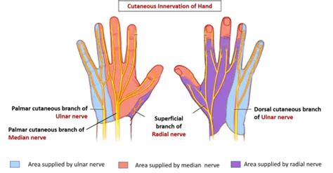 Cutaneous Innervation Of Hand Anatomyqa In 2021 Median Nerve