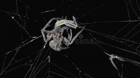 Spider Hunt On Web At Night Stock Video Video Of Creepy Insect 281690445