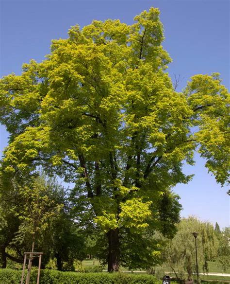 Липа европейская `Вратиславенсис`, Tilia europaea `Wratislaviensis ...