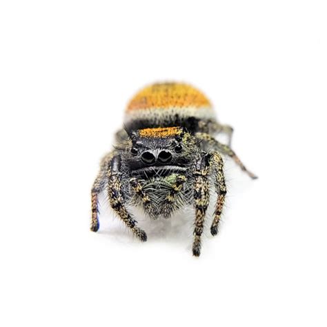 Bumblebee Jumping Spider Phidippus Morpheus Bug Pets Ltd