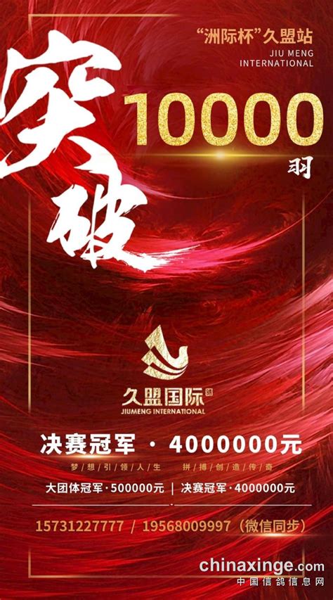 河北久盟国际赛鸽公棚春棚收鸽突破10000羽 河北久盟国际赛鸽公棚春棚 中信网各地公棚
