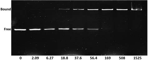 Gel Shift Assay Approximating The Kd Of The U1au1hpii Dna Interaction