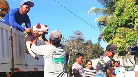 84 People In Abra Receive 152 Piglets As Livelihood Aid Pageone