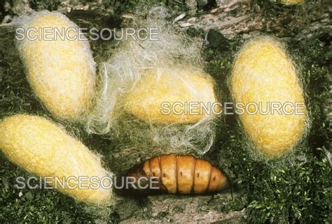 Moth Cocoons