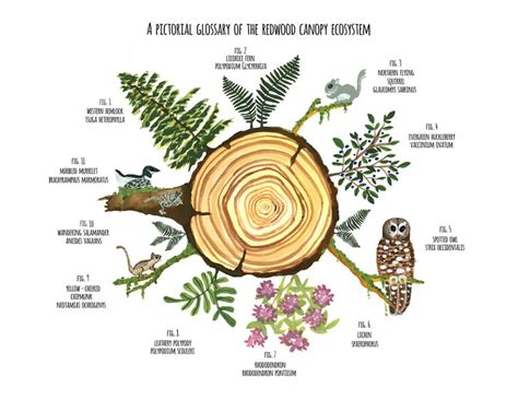 Gb Mont Ecosystem Is Artofit Gb Mont Ecosystem Is Artofit