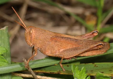 20 Grasshopper Species In Florida With Pictures Identification