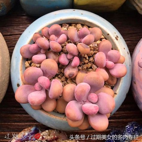 桃蛋進化簡史帶你區分各種桃蛋一起分享桃蛋那些不能說的秘密 每日頭條