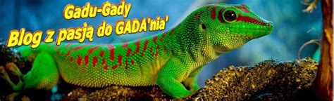 Gadu Gady