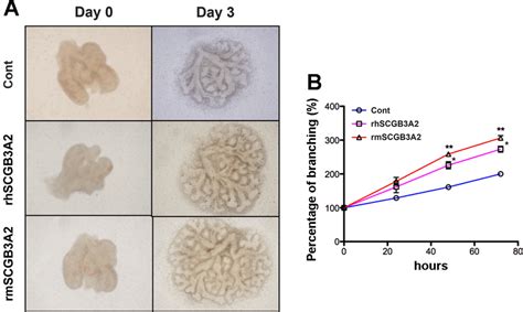 Promoted Branching Morphogenesis Of Embryonic Lungs By Recombinant