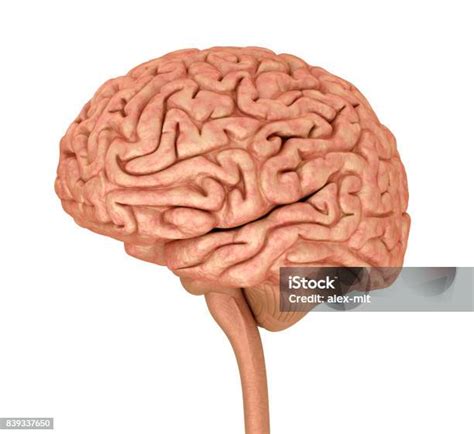 인간의 두뇌 3d 모델 흰색 절연입니다 의학적으로 정확한 3d 그림 건강관리와 의술에 대한 스톡 사진 및 기타 이미지 건강