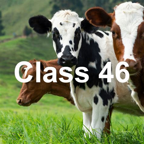 Class C11 Pedigree Limousin Female Born Before 1st August 2024 Corofin Show