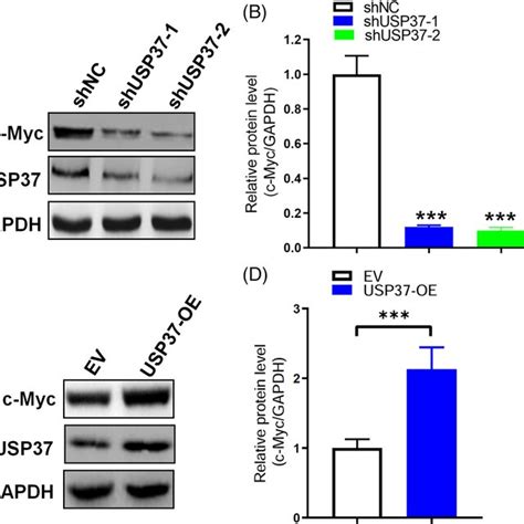 Usp37 Regulates C‐myc Expression In Keloid Fibroblasts A B The