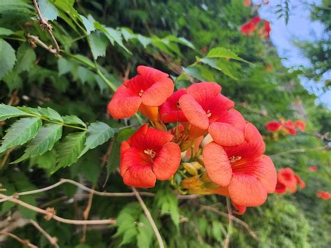 높은 담장 따라 피어난 여름꽃 능소화 키우기 꽃말은 네이버 블로그 높은 담장 따라 피어난 여름꽃 능소화 키우기 꽃말은 네이버 블로그