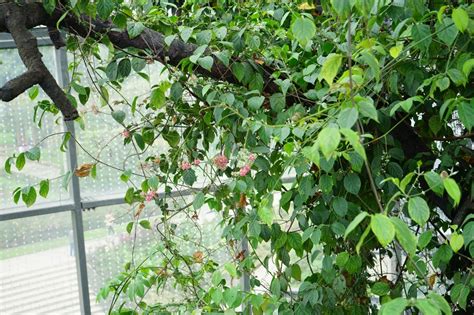 Sorpresa En El Jardín Botánico De Bogotá Por Primera Vez Floreció Una