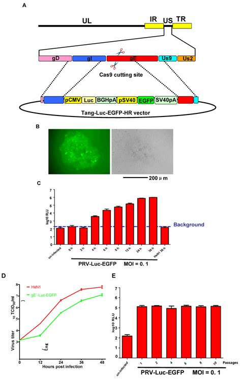 Recombinant Pseudorabies Virus Prv Expressing Firefly Luciferase