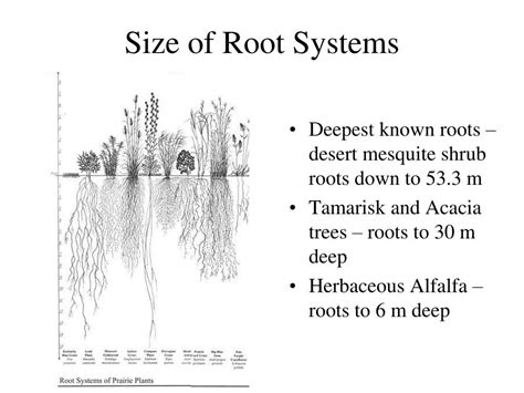 Ppt The Plant Body Tissues And Organs Powerpoint Presentation Free