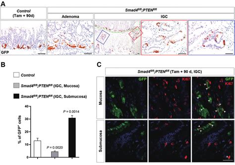 Lgr5 Cells In Antral Igc A Lgr5 Cells Indicated By Gfp