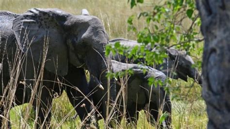 Tres Elefantes Se Balanceaban Bajo El Riesgo De Caer En La Extinción