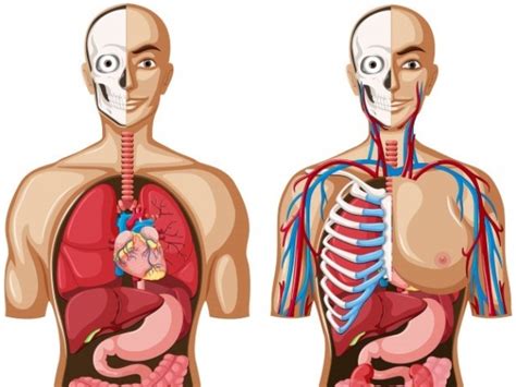 Quizz Anatomia Humana Victor Azevedo Quizur