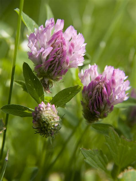 Die Wichtigsten Phytohormon Pflanzen