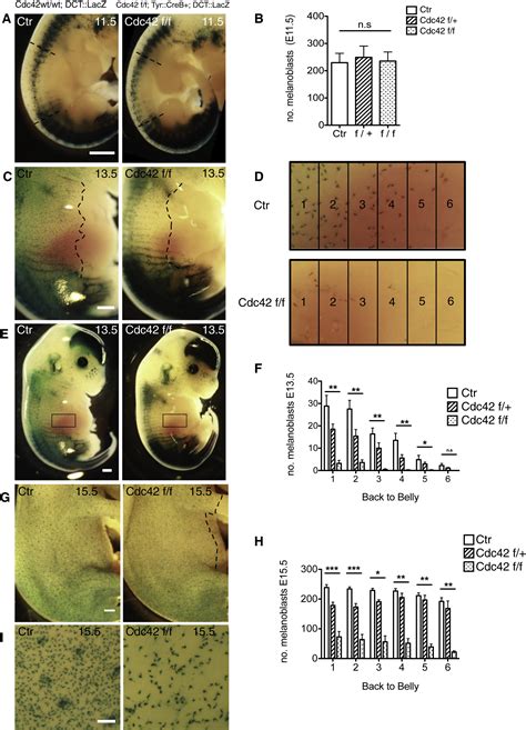 Coordination By Cdc42 Of Actin Contractility And Adhesion For