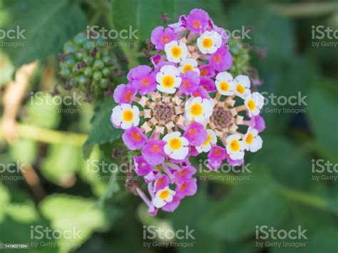 개화 꽃 Lantana Camara 큰 세이 지 야생 세이 지 또는 타나를 닫습니다 아름 다운 작은 꽃 Tickberry 그리고