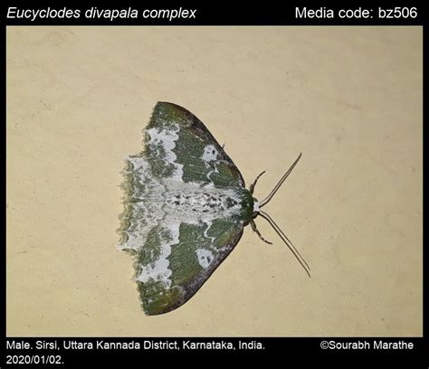 Eucyclodes Divapala Complex Walker 1861 Moths