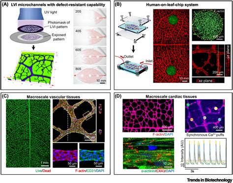 Examples Of Parallel Venation Leaves