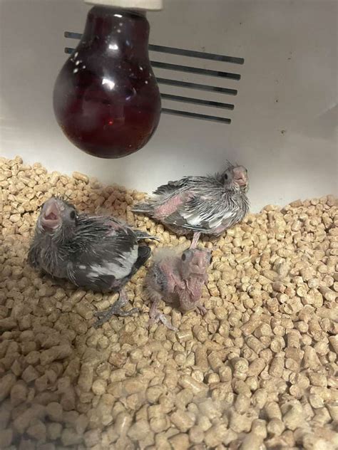 Albino Colored Cockatiels For Sale