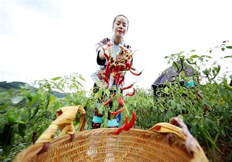 圆梦小康融水金秋辣椒红似火 澎湃号媒体 澎湃新闻 The Paper