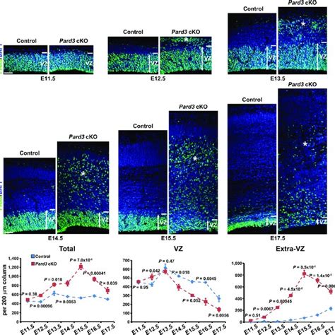 Pard3 Deletion Causes Abnormal RGP Dynamics And Organization In The