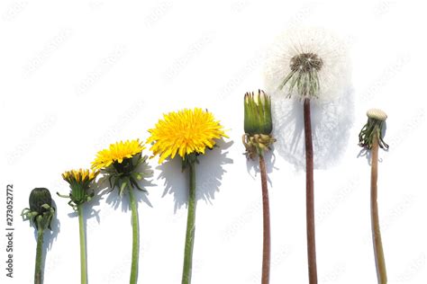 Seven Stages Of Flowering Dandelion Isolate On White Background