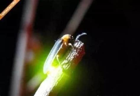 荧火虫 萤火虫简笔 萤火虫图画 第2页 大山谷图库
