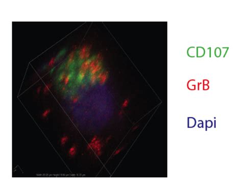 Human Regulatory T Cells Undergo Self Inflicted Damage Via Granzyme