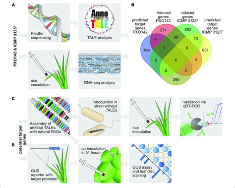 Workflow Of Tale Target Gene Identification A Identification Of