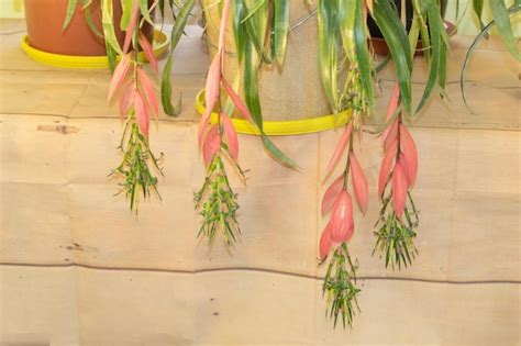20 Billbergia Pictures