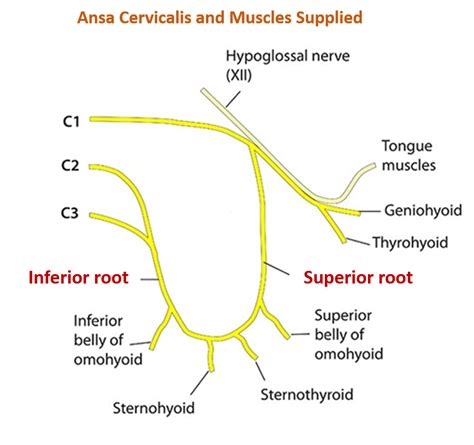 Ansa Subclavia