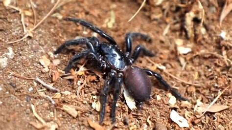 Australian Reptile Park Calls For Aussies To Safely Catch And Donate