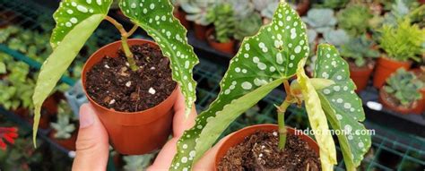Begonia Maculata Care And Propagation Guide Indoor Monk