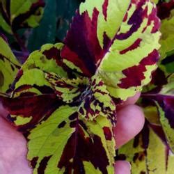 Coleus Collection Of Varieties Garden Org
