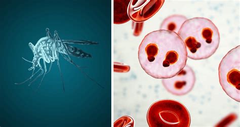 Identifican bacteria que actúa como barrera e impide el desarrollo del
