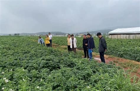 云南省植保植检站到曲靖市开展大春作物病虫害发生防治情况调研云南省农业农村厅