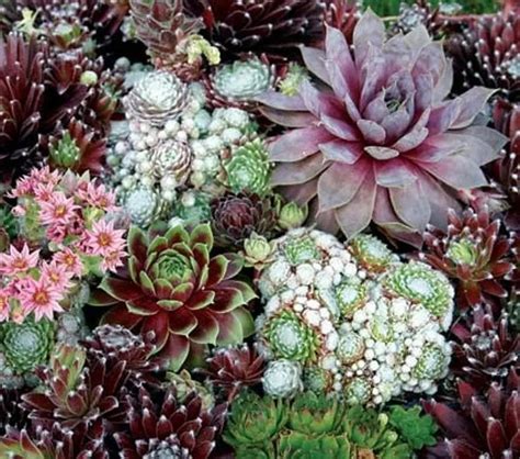 Hens And Chicks Sempervivum Seeds Species Mixsucculen Hardy